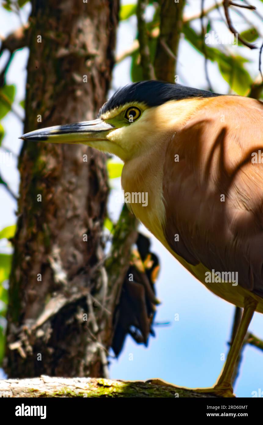 Nankeen Night Heron, Nycticorax caledonicus, Nycticorax, Ardeidae ...