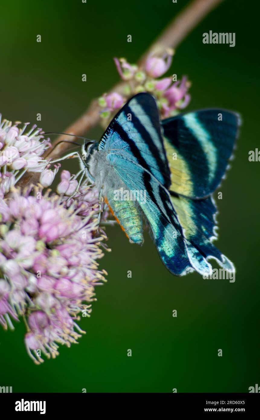 Zodiac Moth, Alcides metaurus, Day Flying Moth, North Queensland Day ...