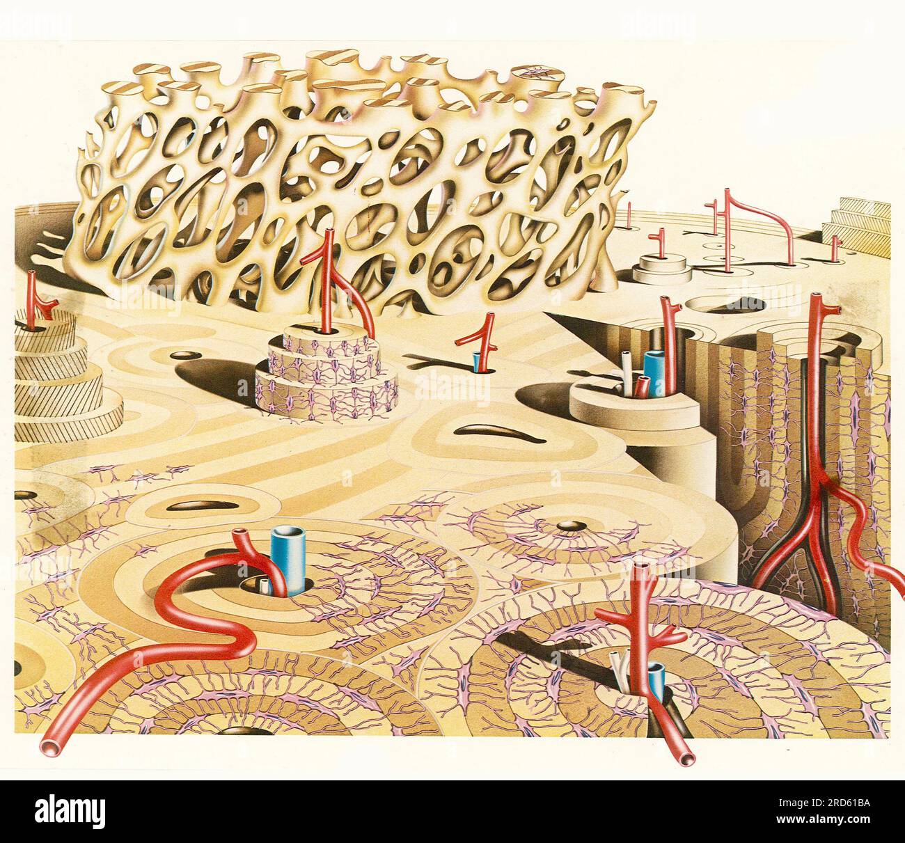 Bone microstructure, illustration Stock Photo - Alamy Bone microstructure, illustration Stock Photo - Alamy