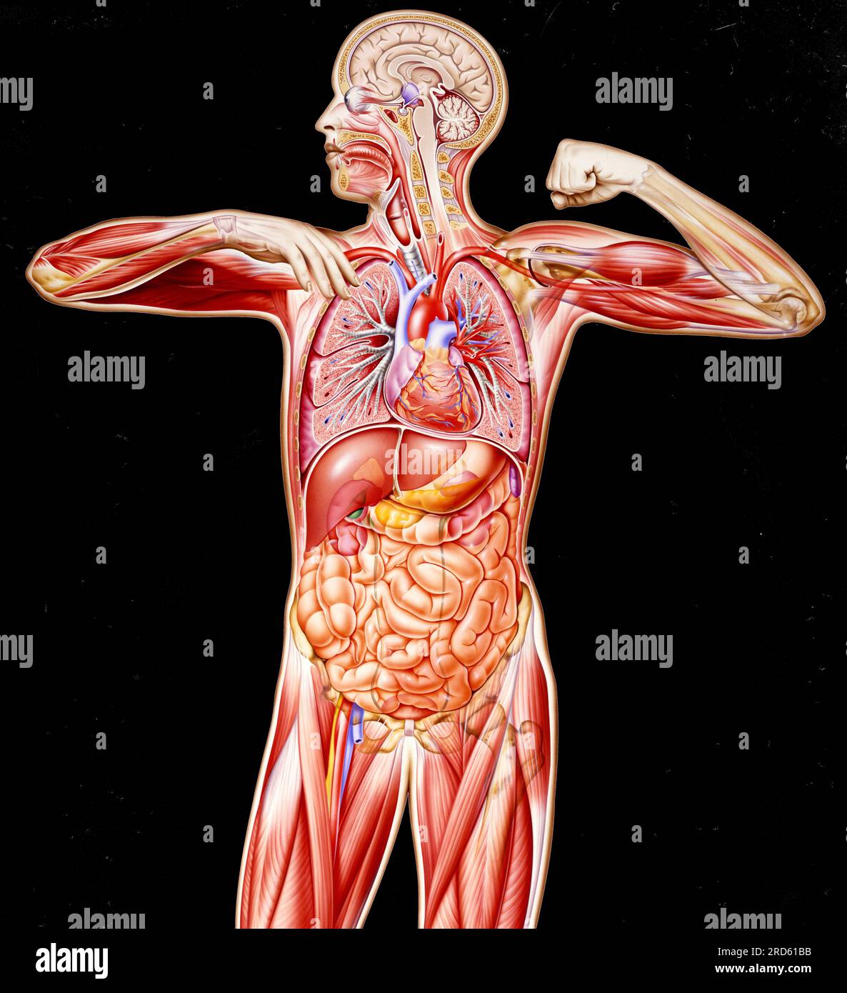 Healthy human anatomy, illustration Stock Photo - Alamy