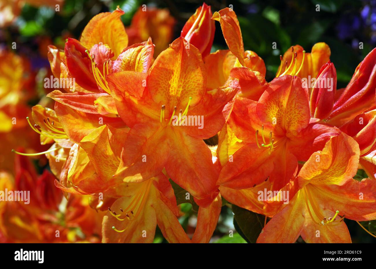 Azalea (Rhododendron 'Arneson Gem' Stock Photo - Alamy