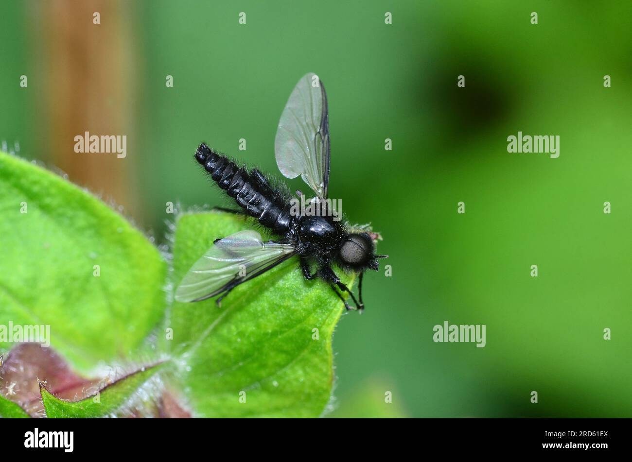 St. Mark's fly resting Stock Photo - Alamy