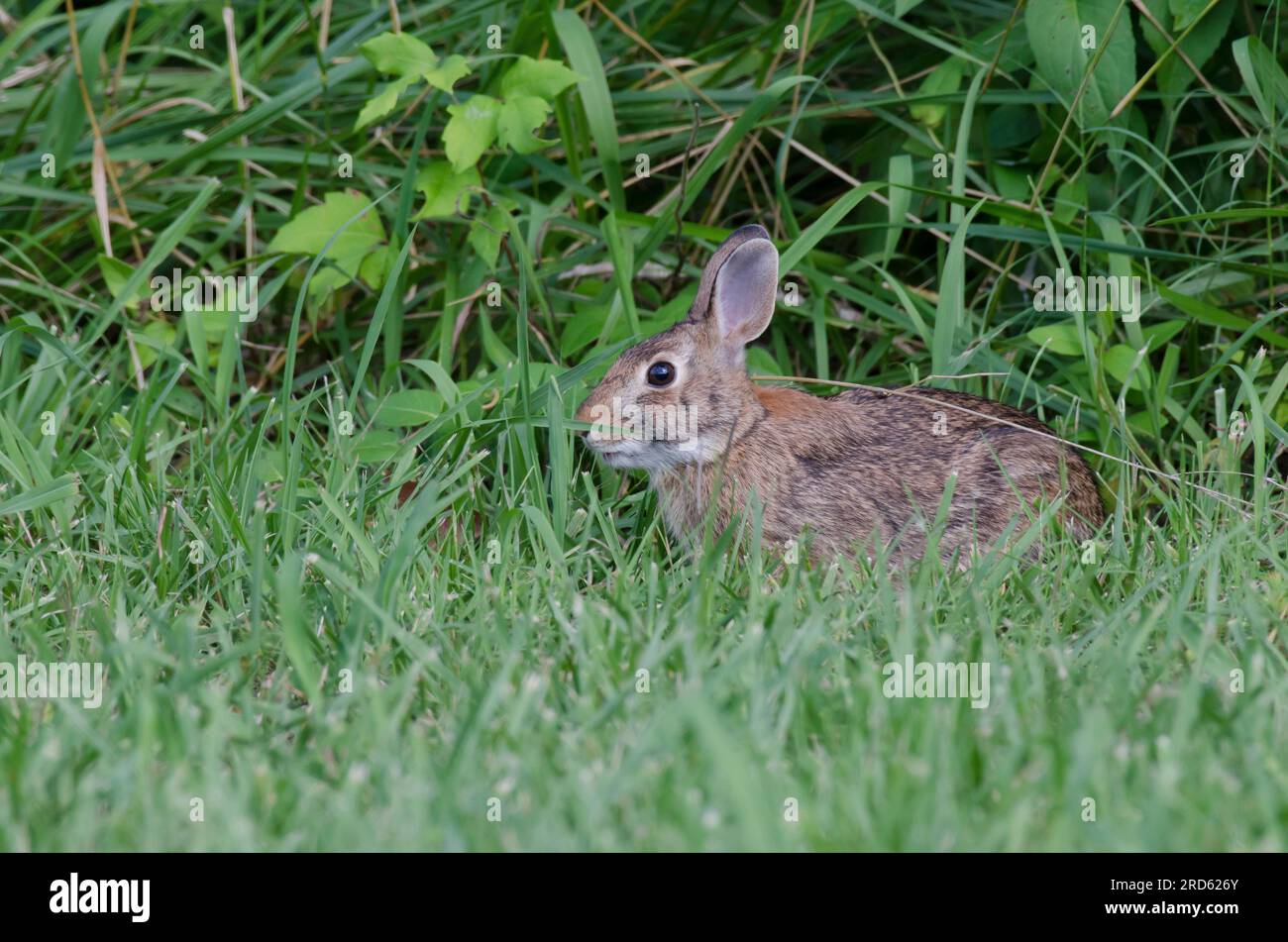 Floridanus hi-res stock photography and images - Alamy