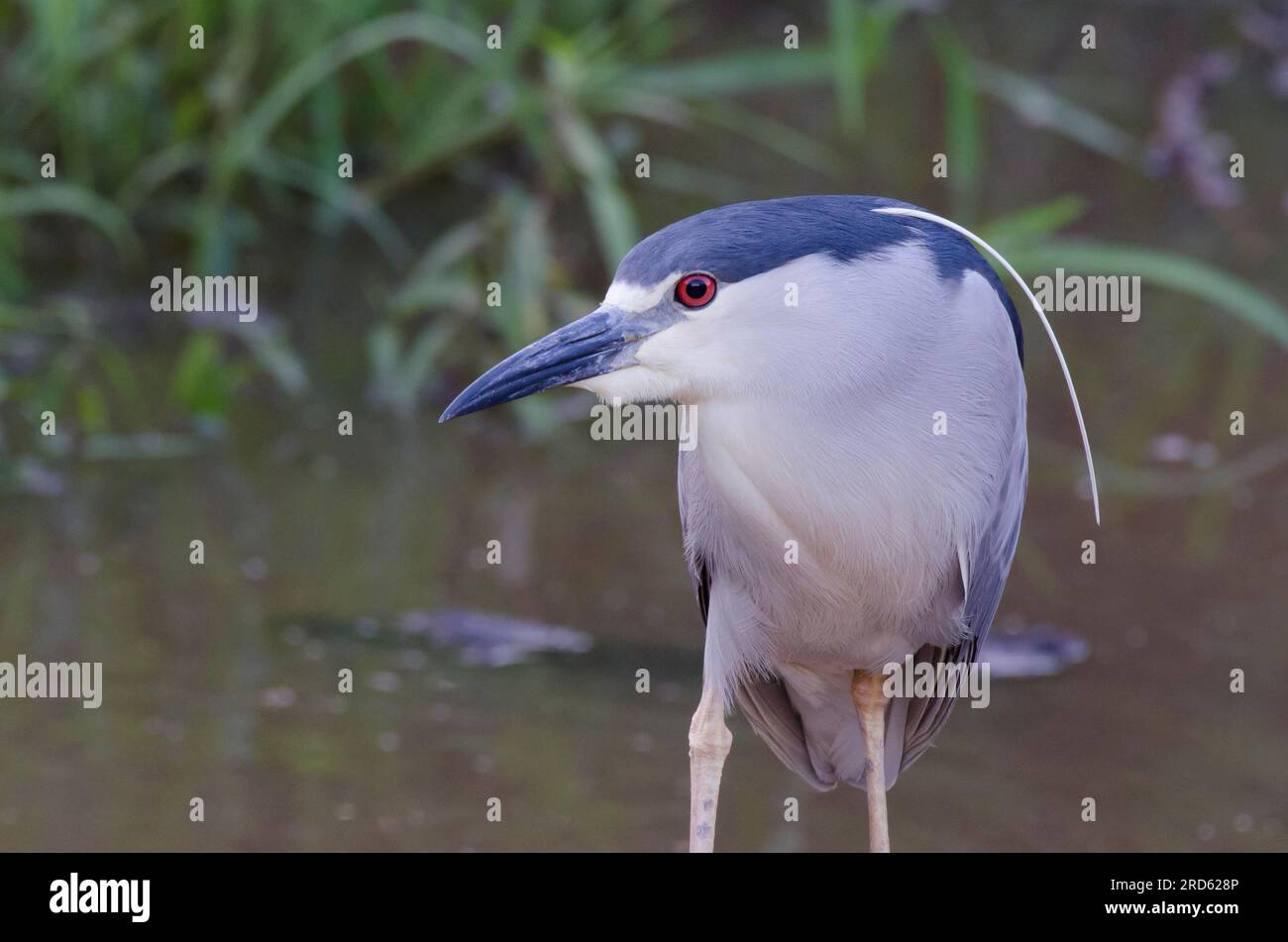 Black-crowned Night-Heron, Nycticorax nycticorax Stock Photo - Alamy
