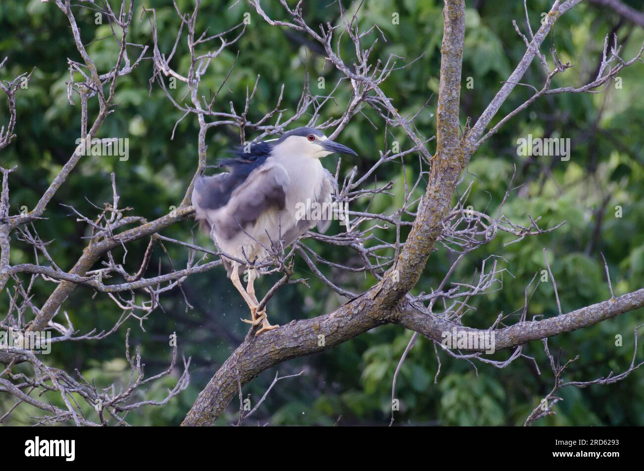 Black-crowned Night-Heron, Nycticorax nycticorax, fluffing feathers ...