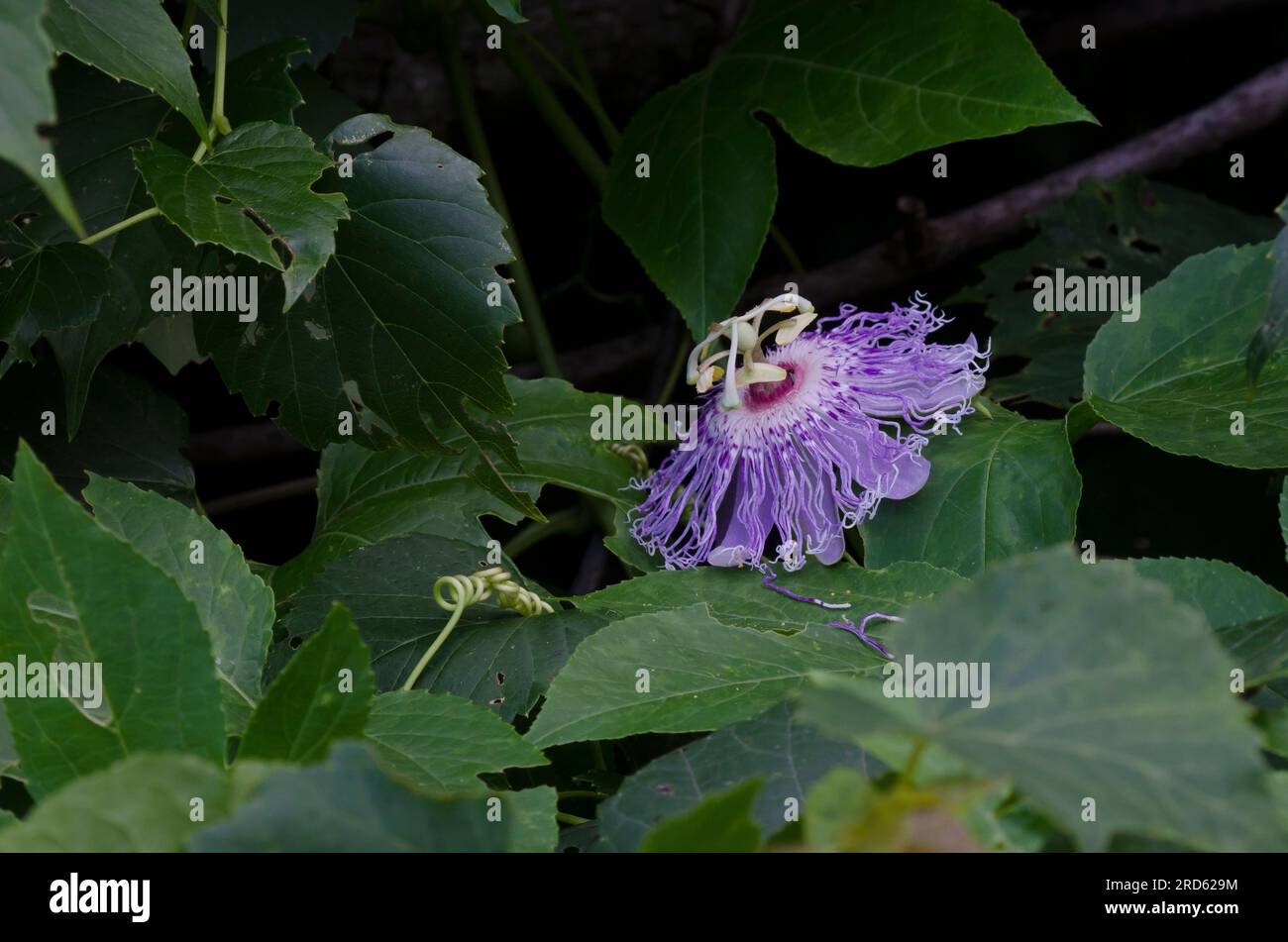 Purple Passionflower, Passiflora incarnata Stock Photo - Alamy