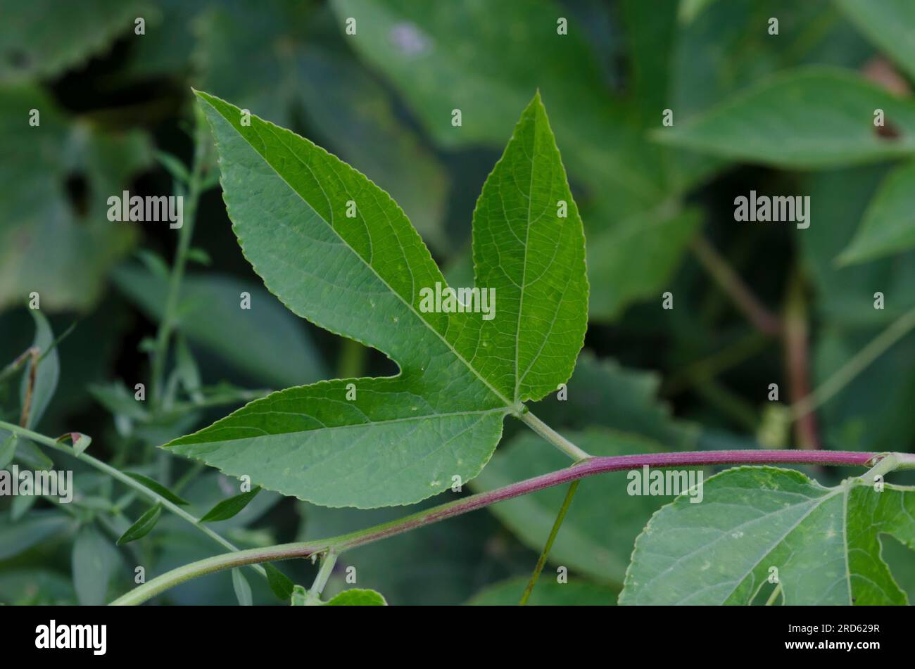 Purple Passionflower, Passiflora incarnata, leaf Stock Photo - Alamy