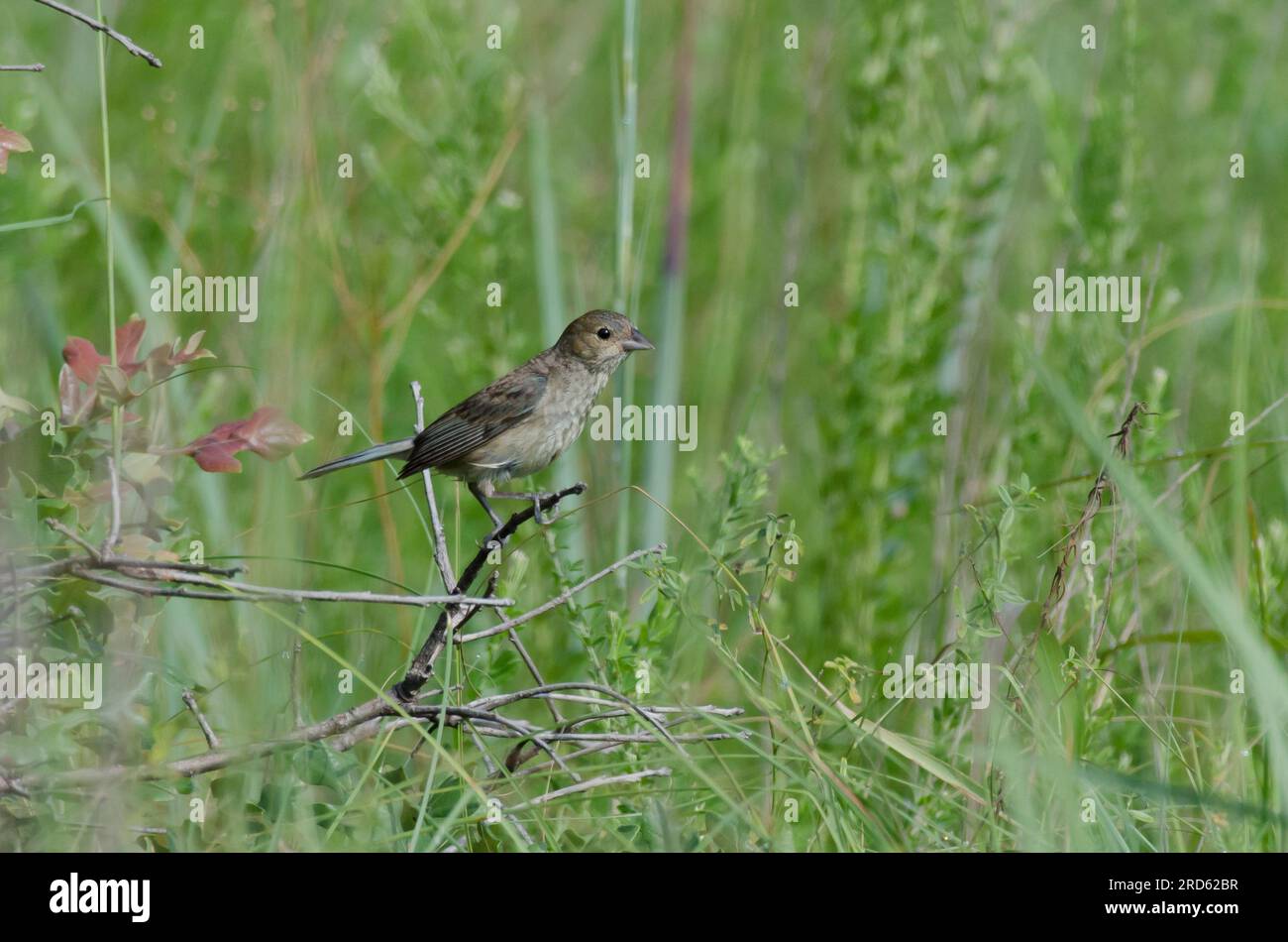 Blue Grosbeak, Passerina caerulea, female Stock Photo - Alamy