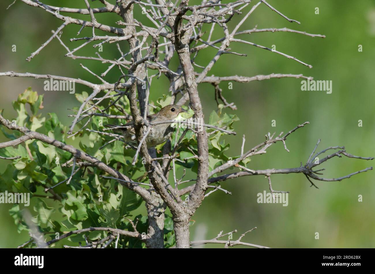 Blue Grosbeak, Passerina caerulea, female with grasshopper prey Stock ...