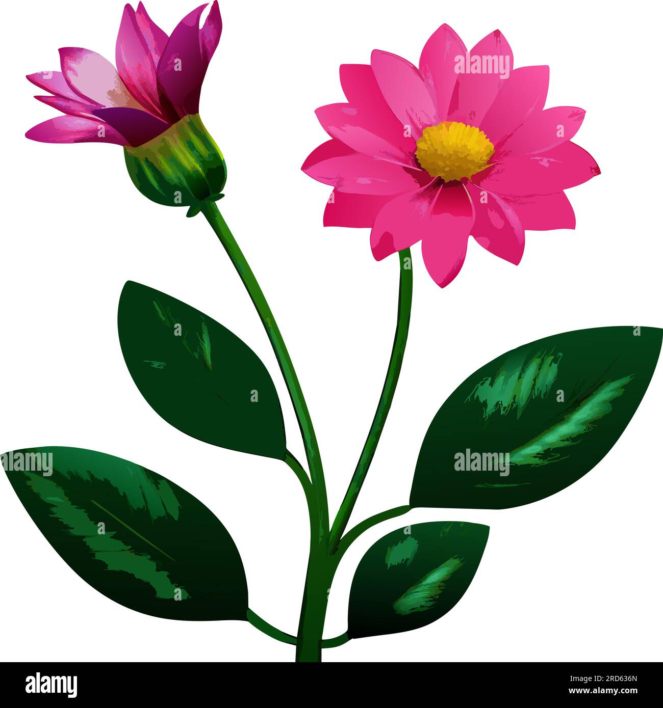 Botanical illustrations A Detailed drawings of plants or paintings with ...