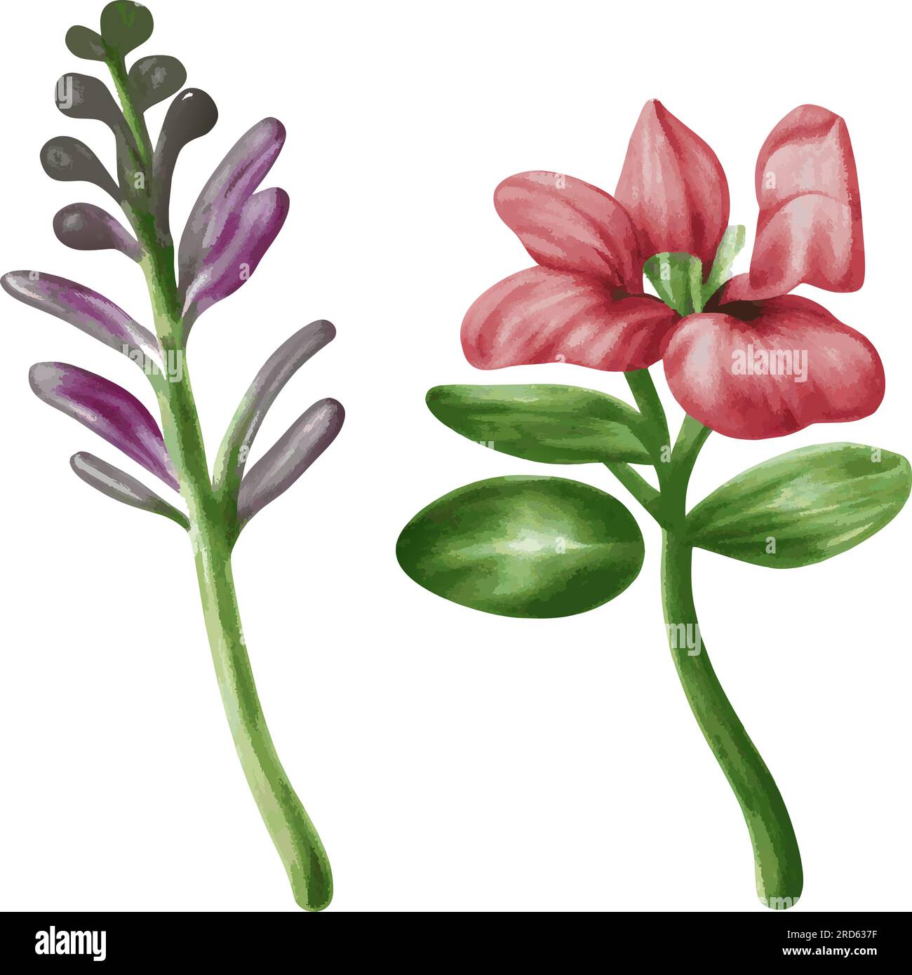 Botanical illustrations A Detailed drawings of plants or paintings with ...