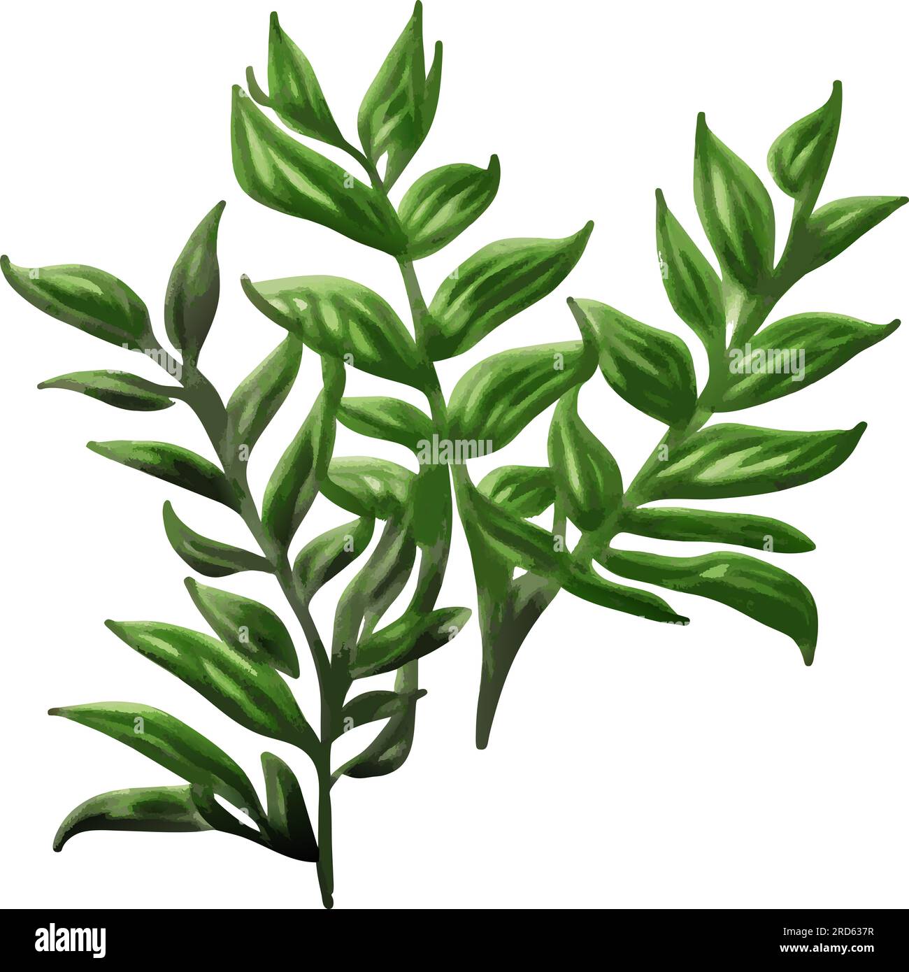 Botanical illustrations A Detailed drawings of plants or paintings with ...