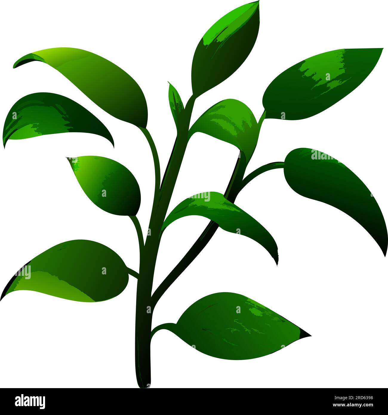 Botanical illustrations A Detailed drawings of plants or paintings with ...