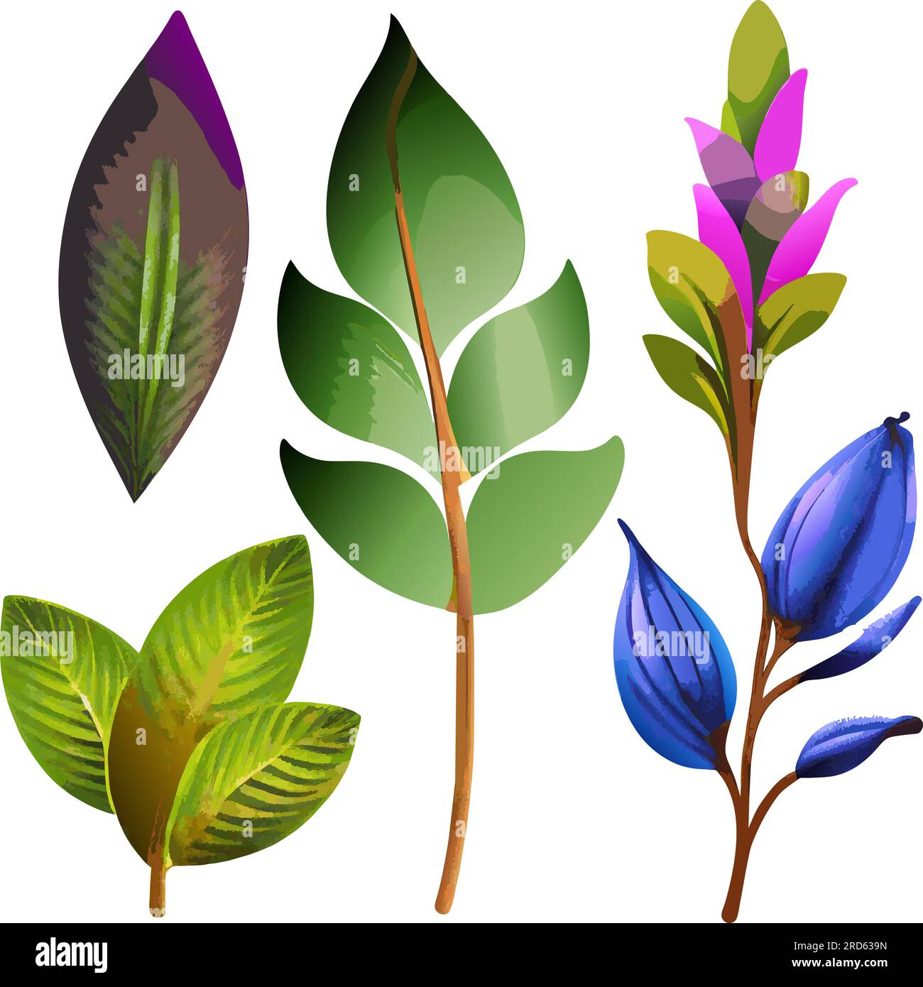 Botanical illustrations A Detailed drawings of plants or paintings with ...