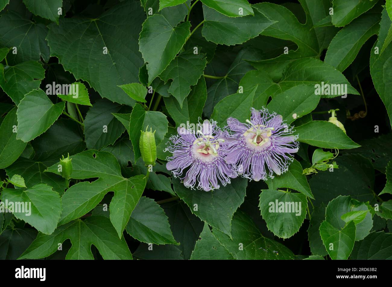 Wild passionflower hi-res stock photography and images - Alamy
