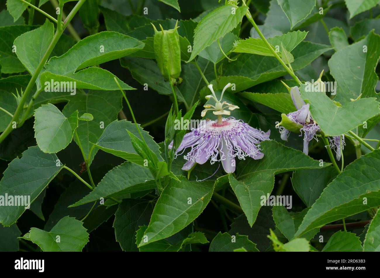 Purple Passionflower, Passiflora incarnata Stock Photo - Alamy