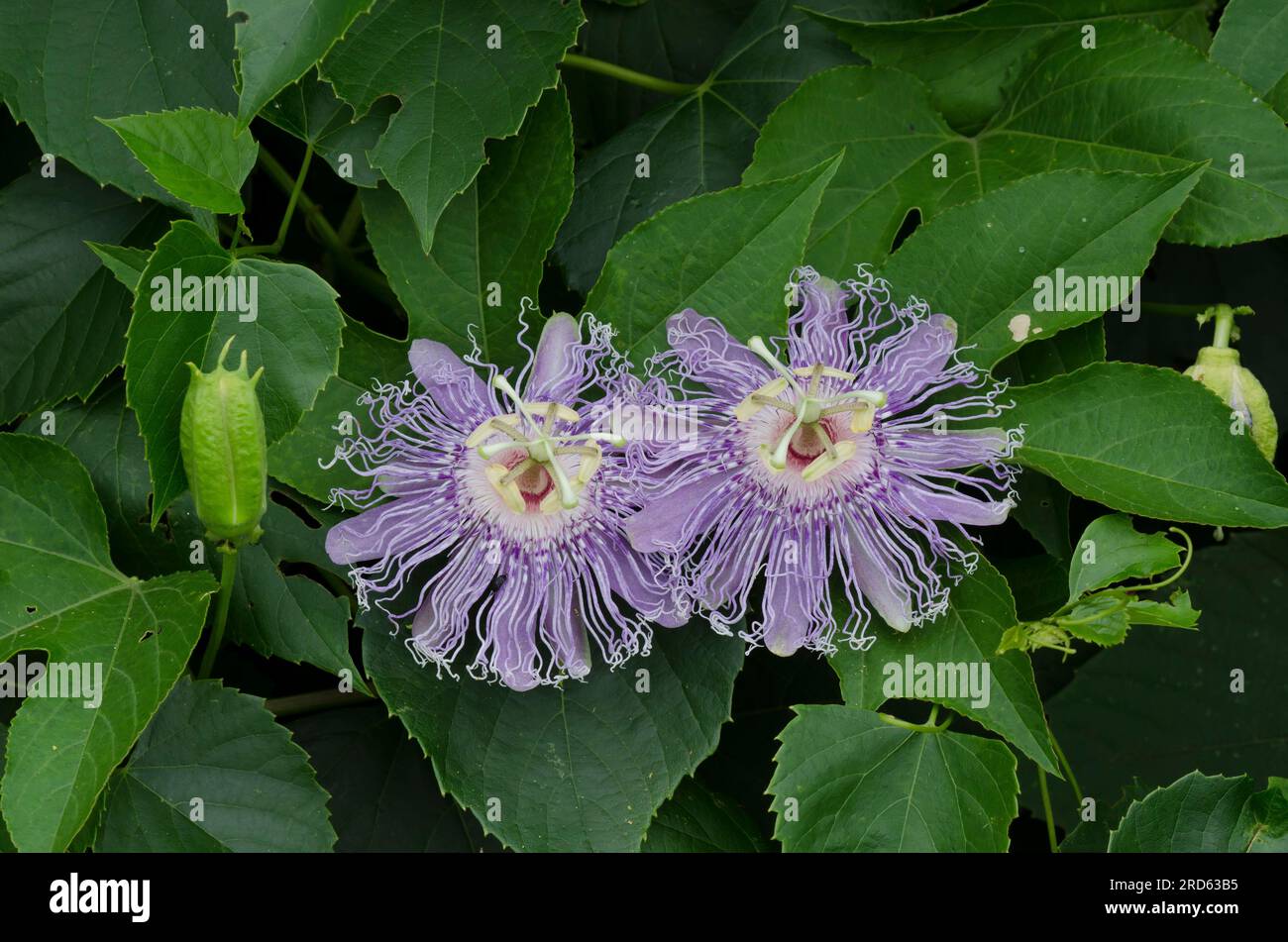 Purple Passionflower, Passiflora incarnata Stock Photo - Alamy
