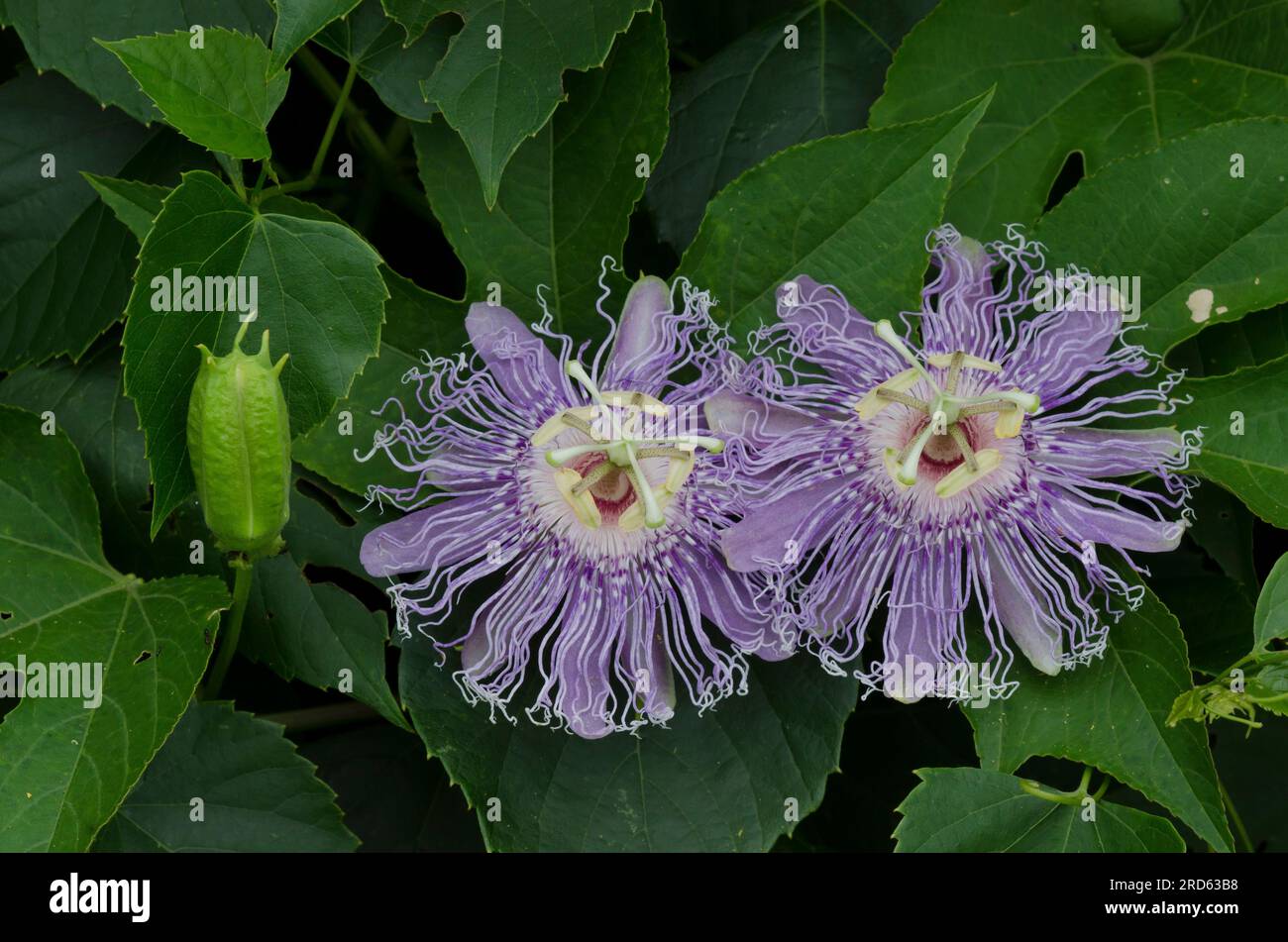 Wild passionflower hi-res stock photography and images - Alamy