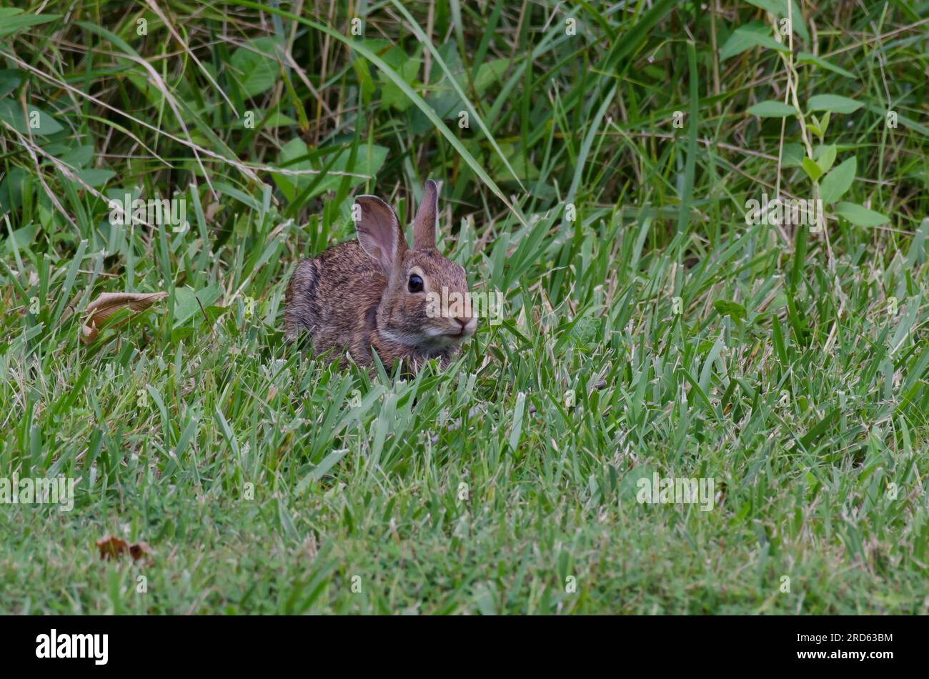 Floridanus hi-res stock photography and images - Alamy
