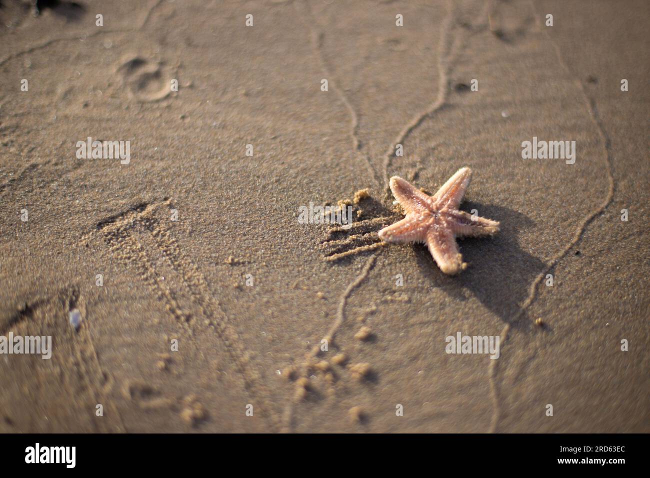 small starfish lying on the beach Stock Photo - Alamy