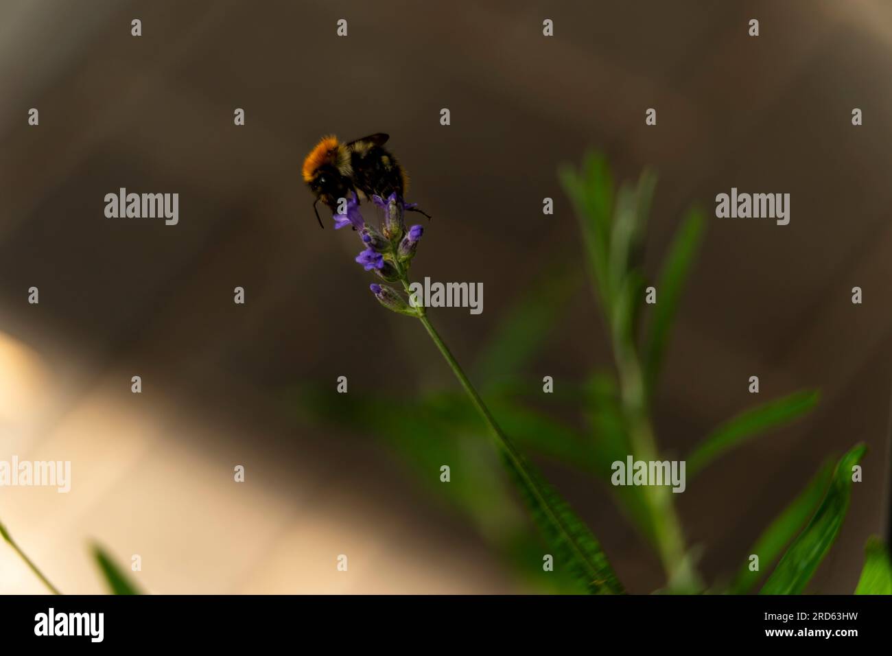 Bumble Bee do her work Stock Photo - Alamy