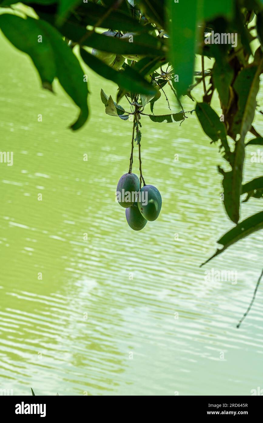 Mangoes on the mango tree by the lake outdoors Stock Photo - Alamy