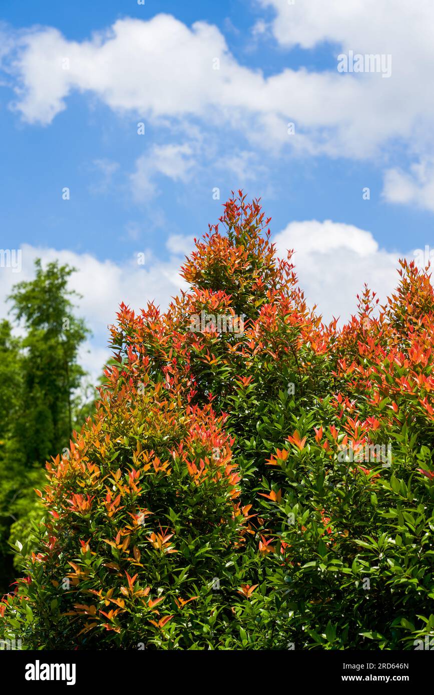 Red leaf forest with blue sky and white clouds outdoors Stock Photo - Alamy