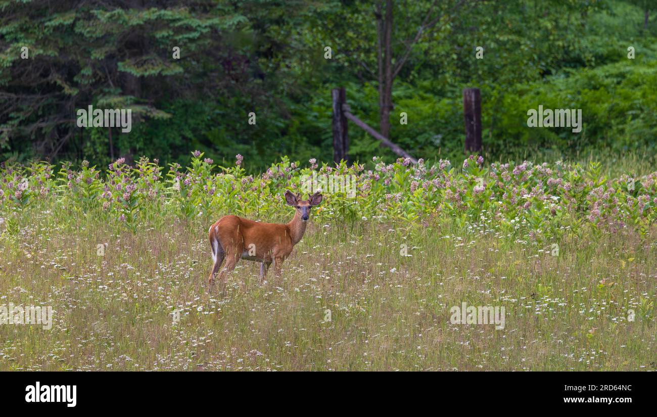 White-tailed buck in northern Wisconsin Stock Photo - Alamy