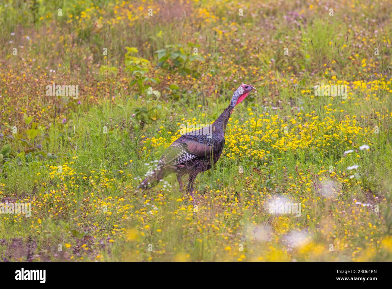 Tom turkey in northern Wisconsin Stock Photo - Alamy
