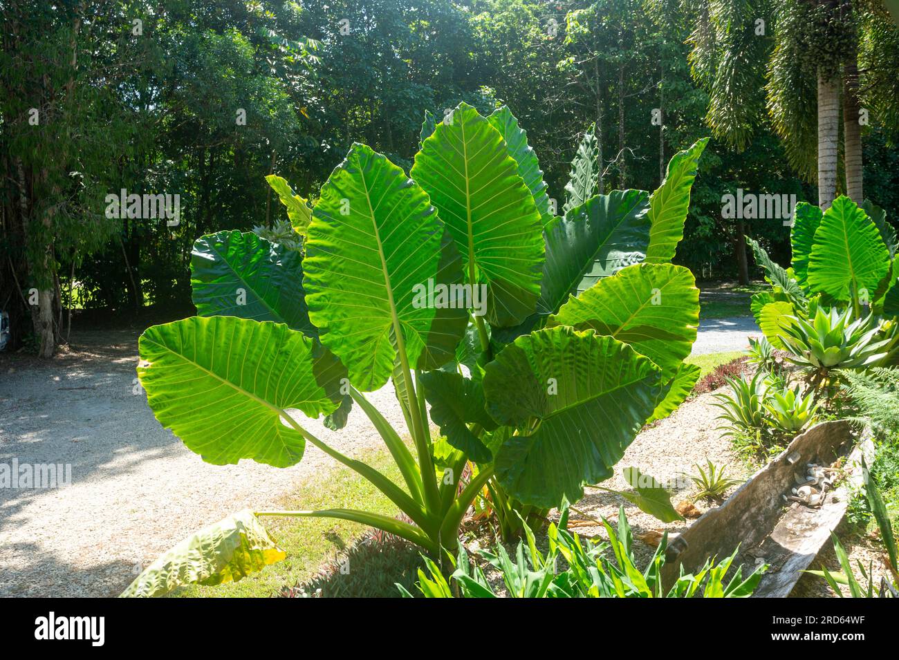 Giant Taro or Elephant Ears (Alocasia macrorrhiza) at Cape Trib Camping ...
