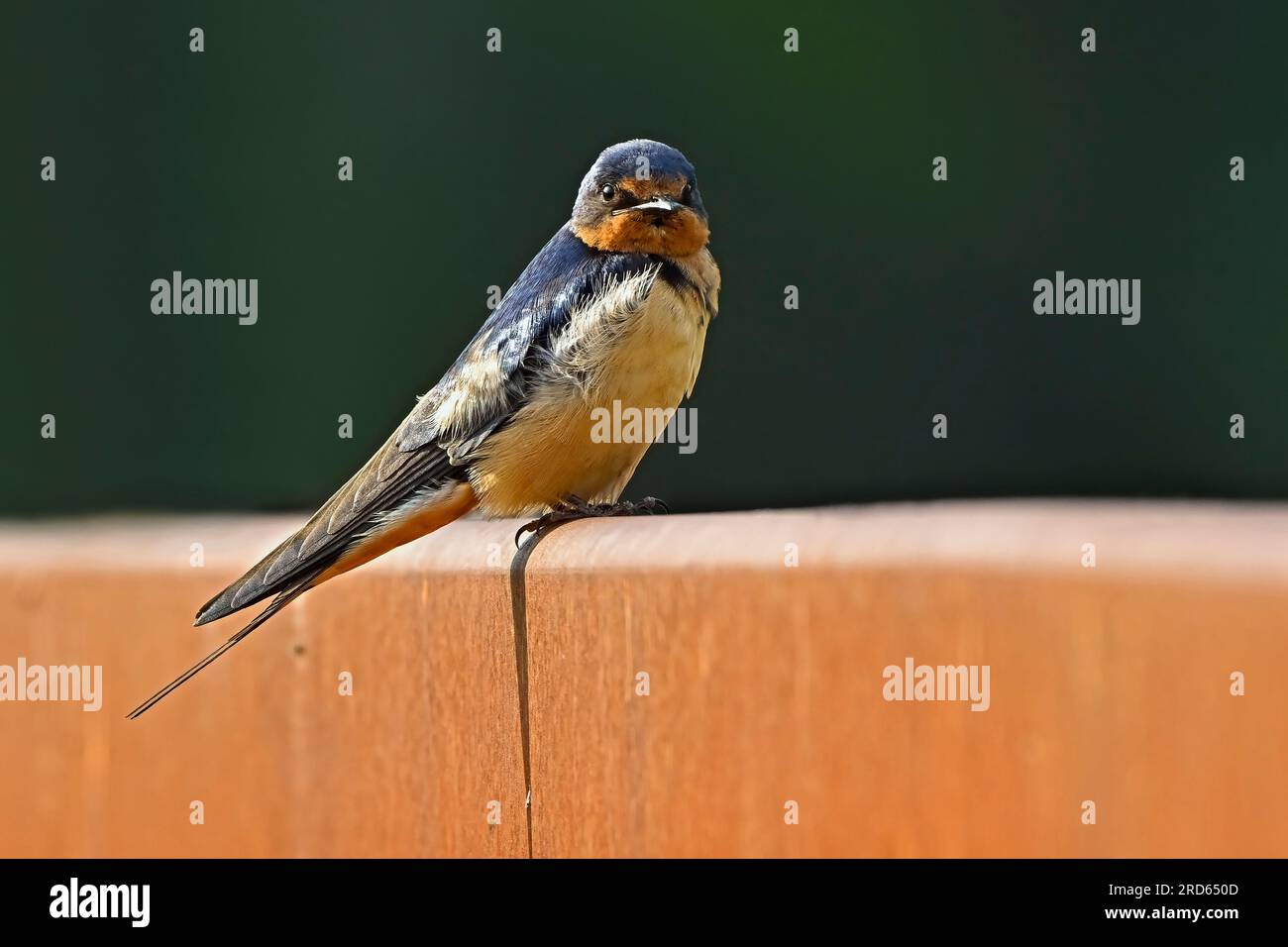 An adult Barn Swallow "Hirundo rustica", perched on a top railing of a ...