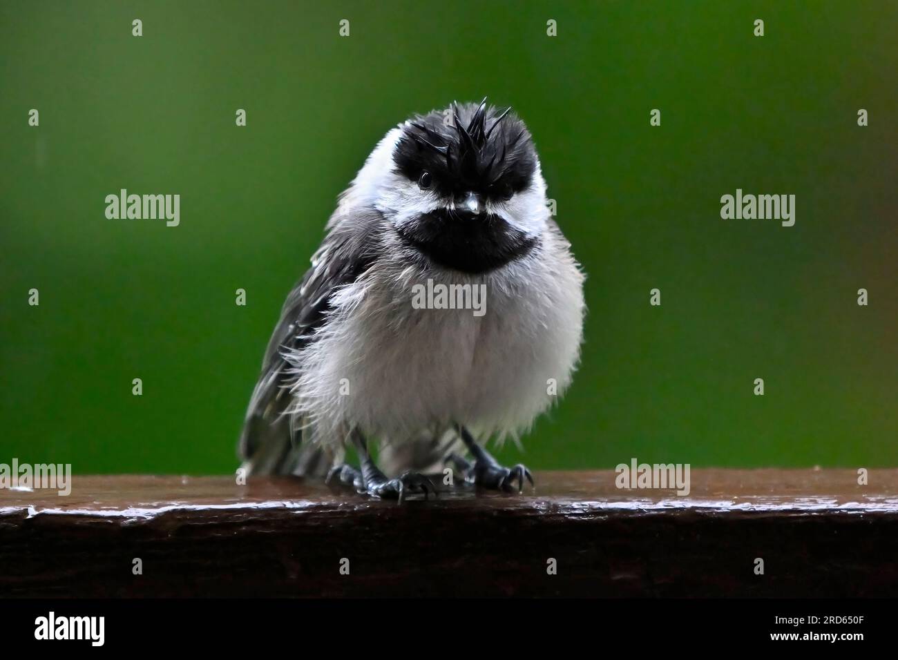 A front view of a Black-capped Chickadee fledgling "Poecile ...