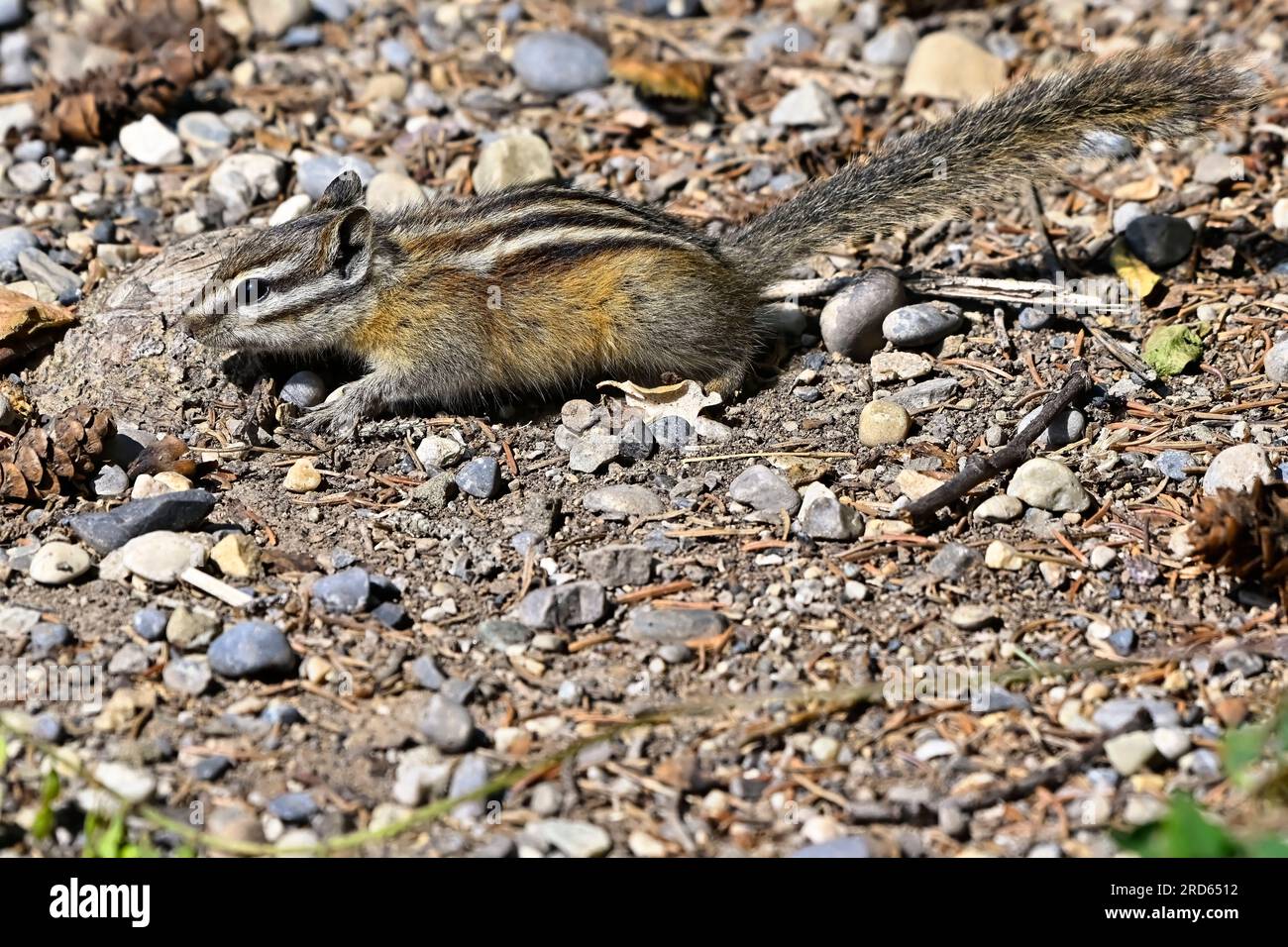 A side view of a least chipmunk, "Eutamias minimus", foraging on the ...