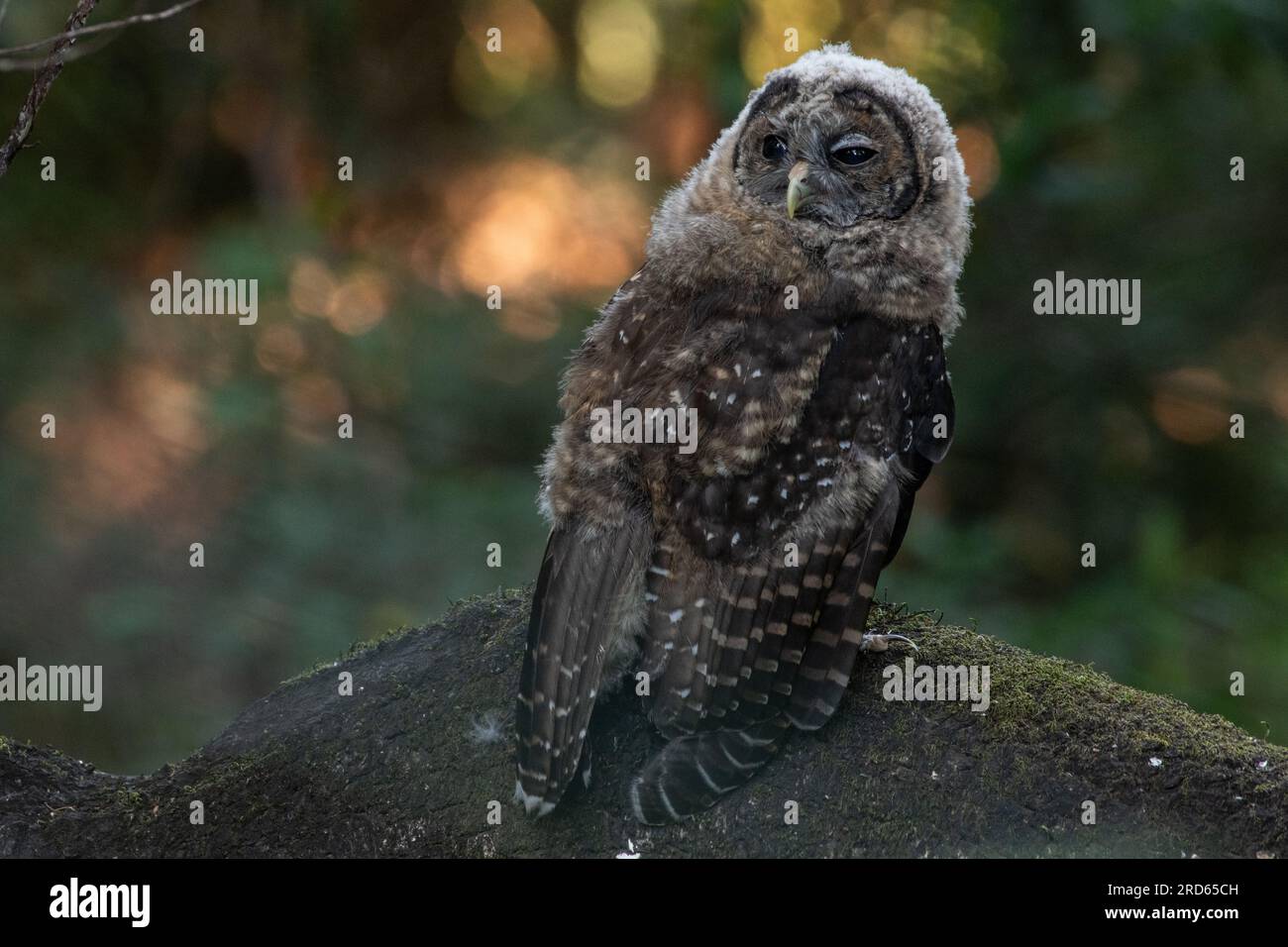A juvenile Northern Spotted owl (Strix occidentalis caurina) an ...