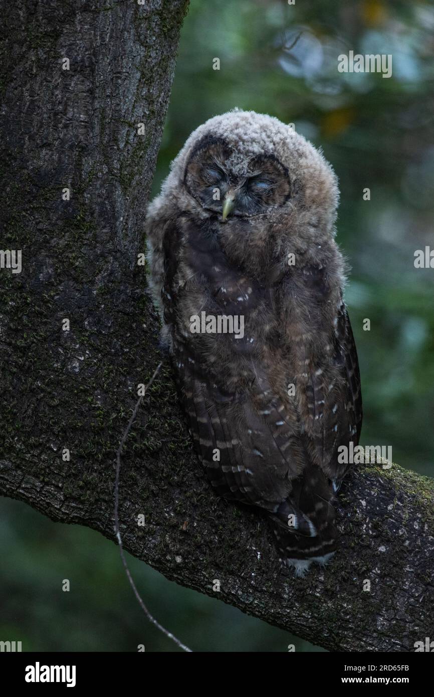 A sleeping camouflaged Northern Spotted owl (Strix occidentalis caurina ...