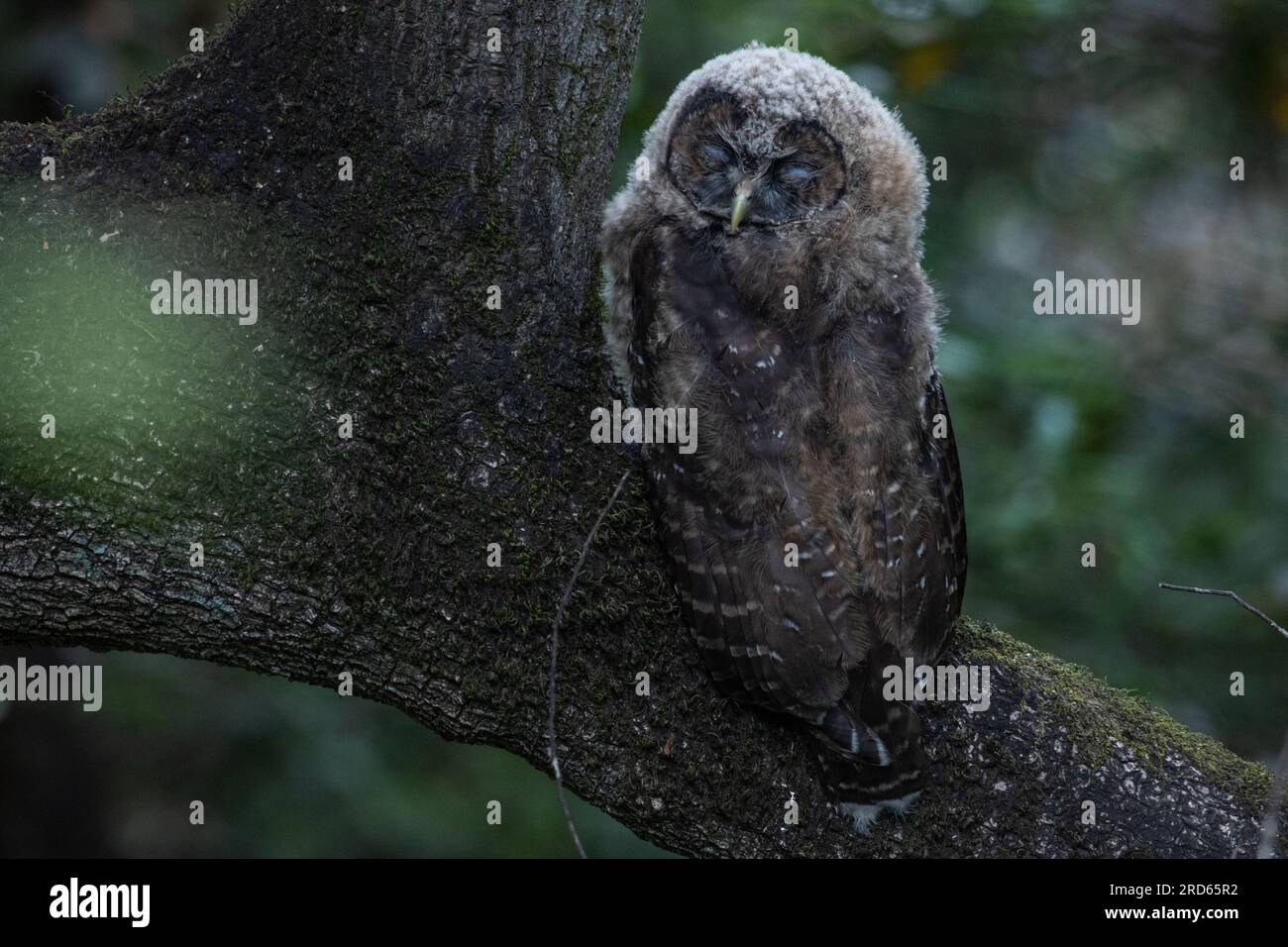 A sleeping camouflaged Northern Spotted owl (Strix occidentalis caurina ...