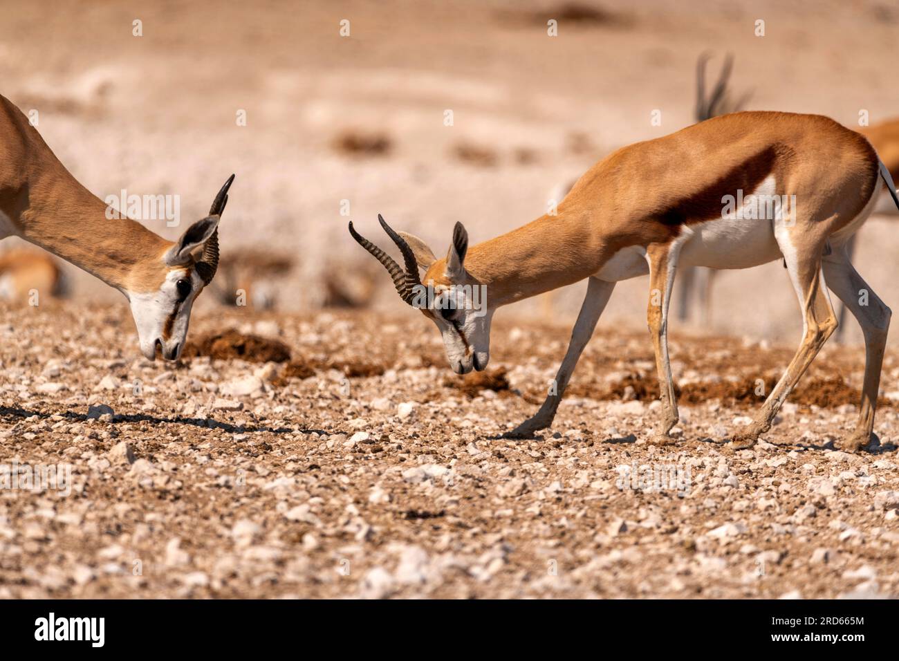 Springbok fighting hi-res stock photography and images - Alamy
