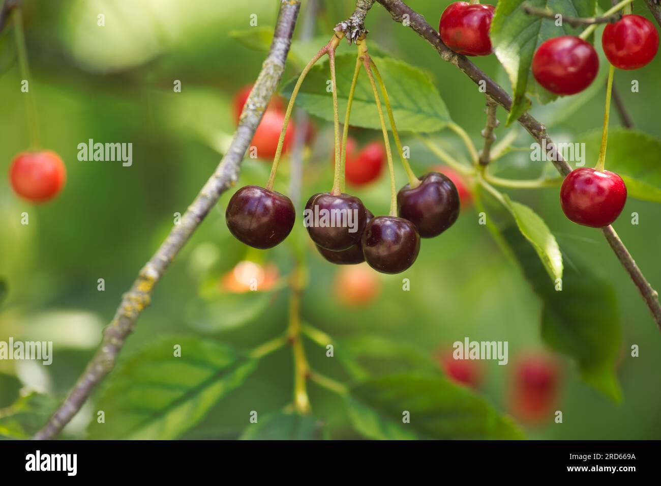 Clusters of bright red cherries in various stages of ripeness, hanging ...