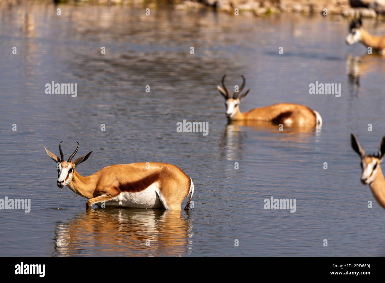 Springbok drinking at Okaukuejo waterhole, Etosha National Park ...