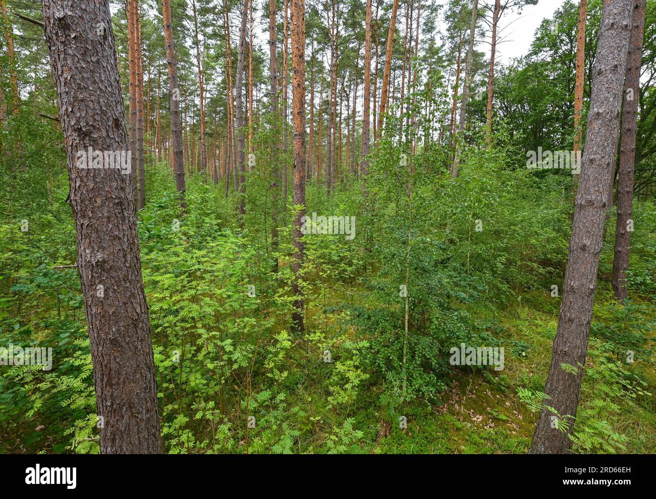 Hirschfelde, Germany. 12th July, 2023. View in a Michwald forest by Mathias Graf von Schwerin ...