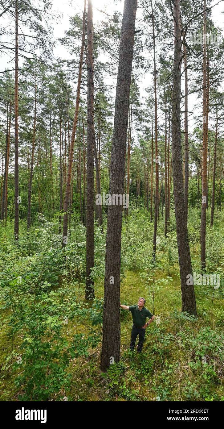 Hirschfelde, Germany. 12th July, 2023. Mathias Graf von Schwerin, forest owner and proprietor of ...