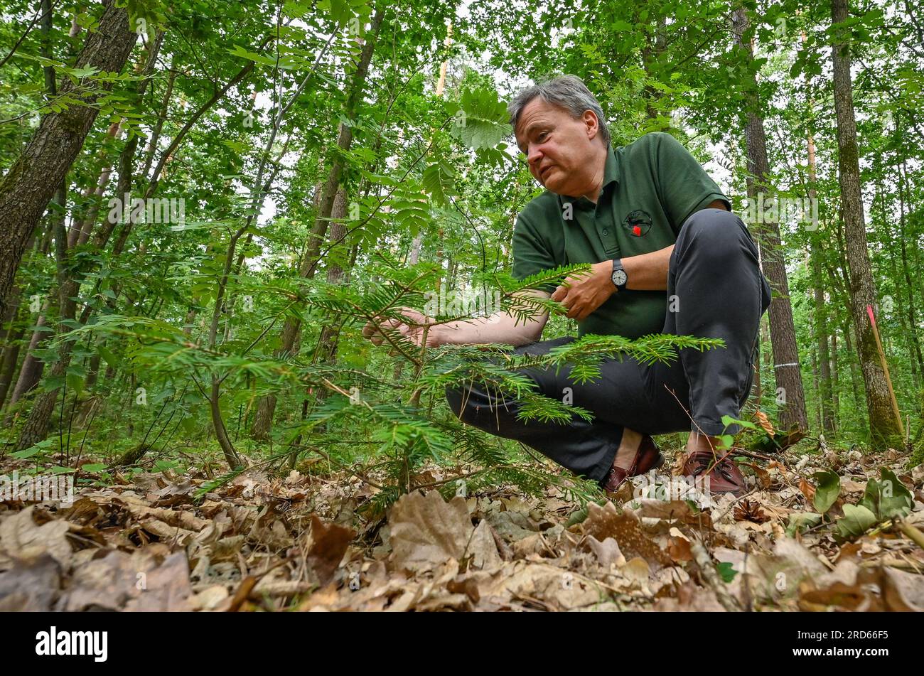 Hirschfelde, Germany. 12th July, 2023. Mathias Graf von Schwerin, forest owner and proprietor of ...
