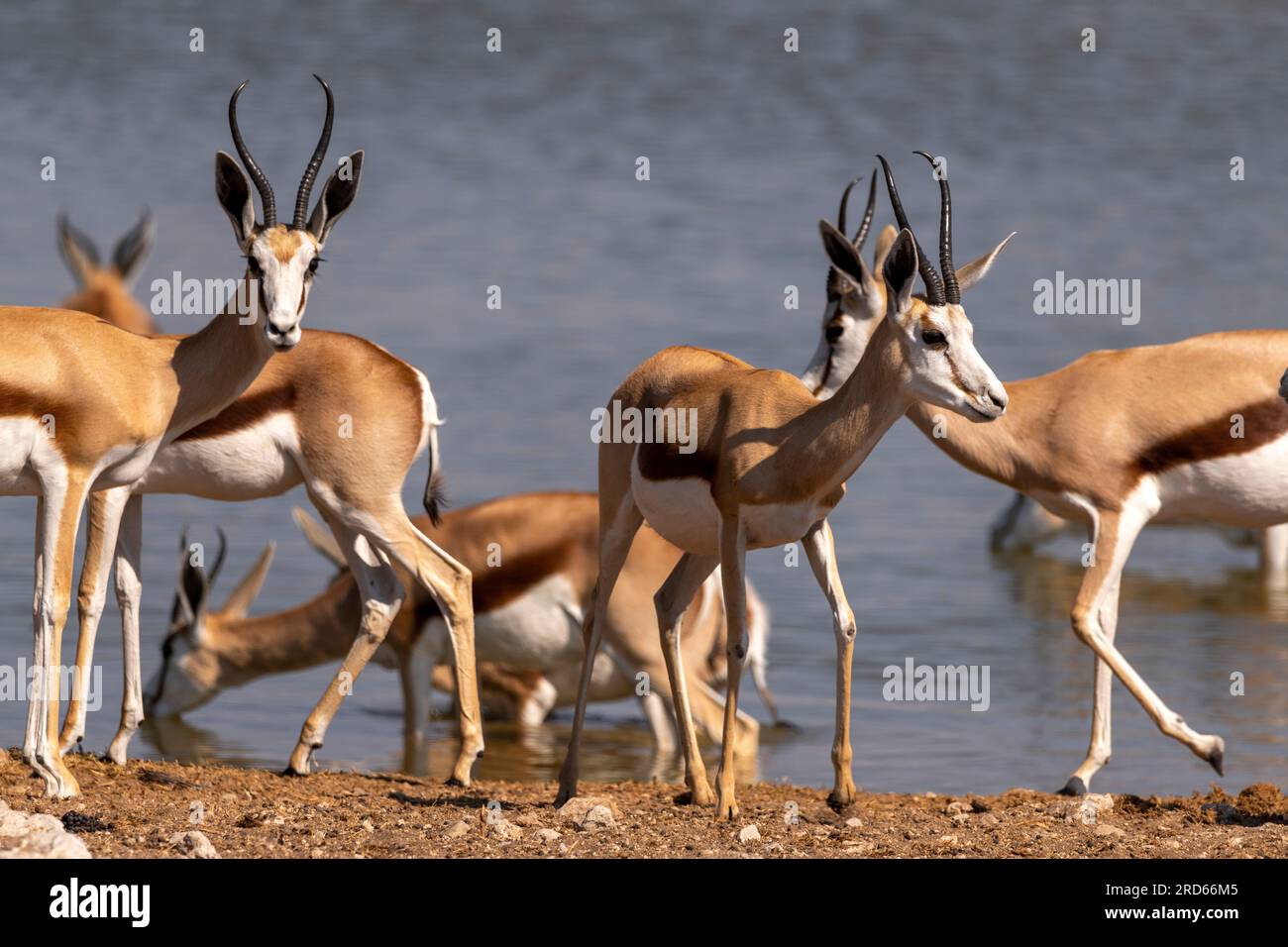 Springbok drinking at Okaukuejo waterhole, Etosha National Park ...