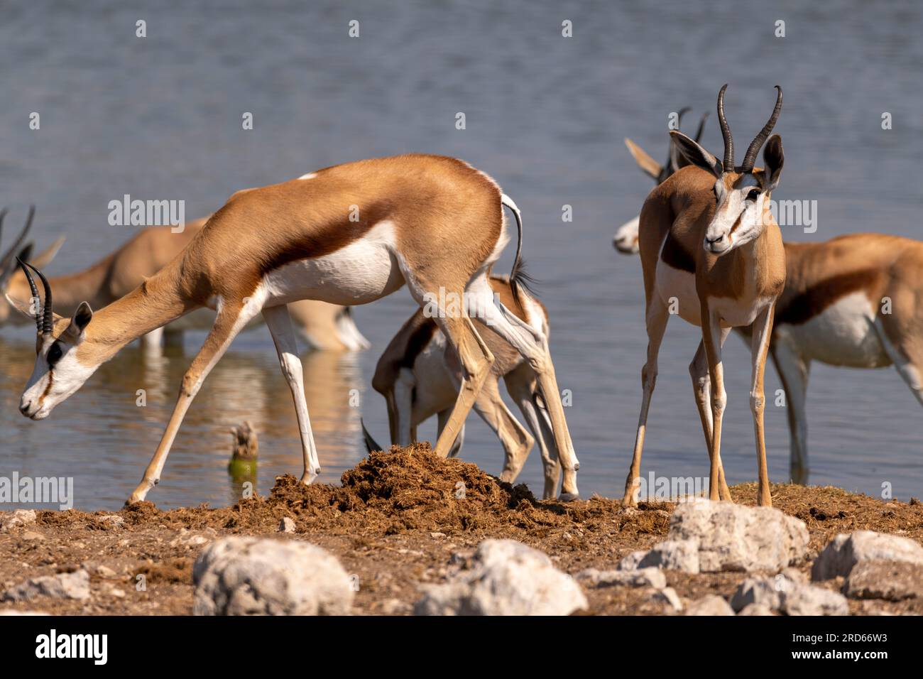 Springbok drinking at Okaukuejo waterhole, Etosha National Park ...