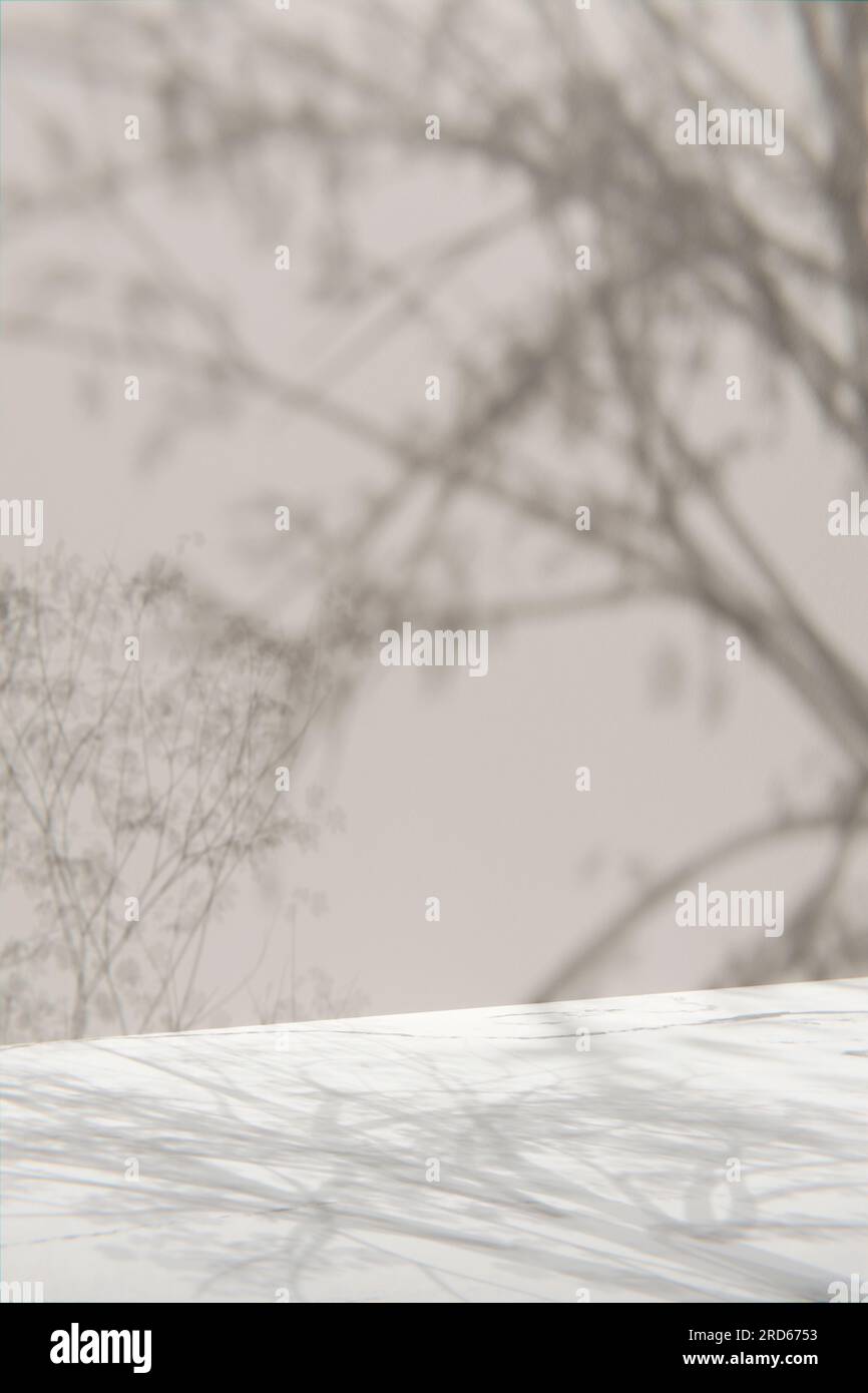 Simple monotone background with vases, tree shadows and natural light ...