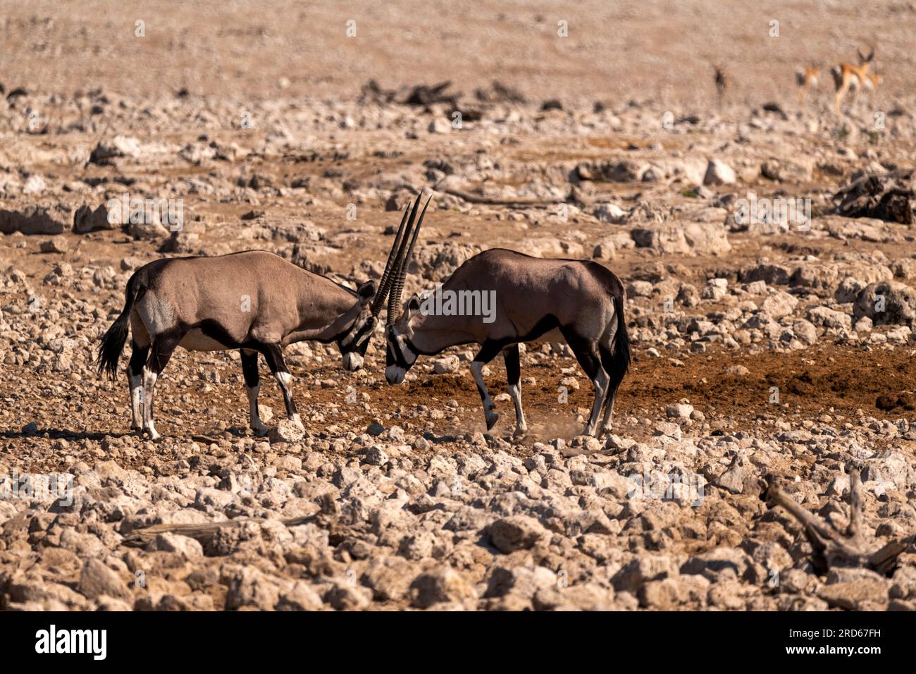 Orix fighting hi-res stock photography and images - Alamy