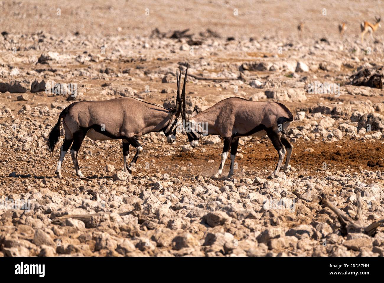 Orix fighting hi-res stock photography and images - Alamy