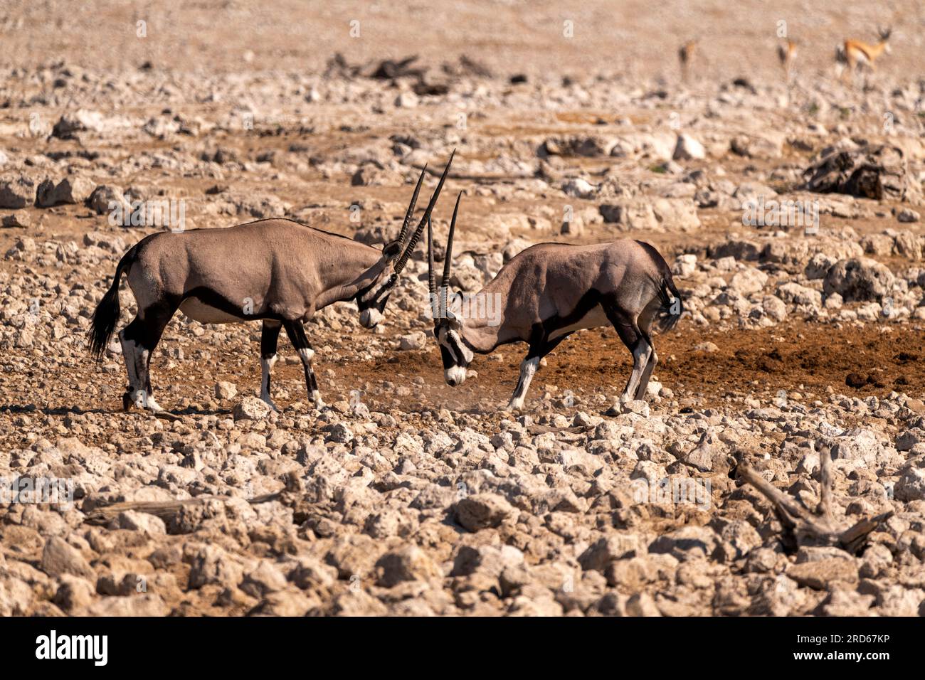 Gemsbok or Orix antelope fighting at Okaukuejo waterhole, Etosha ...
