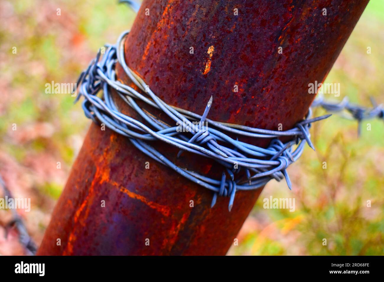 Barbed wire fence cattle farm hi-res stock photography and images - Alamy