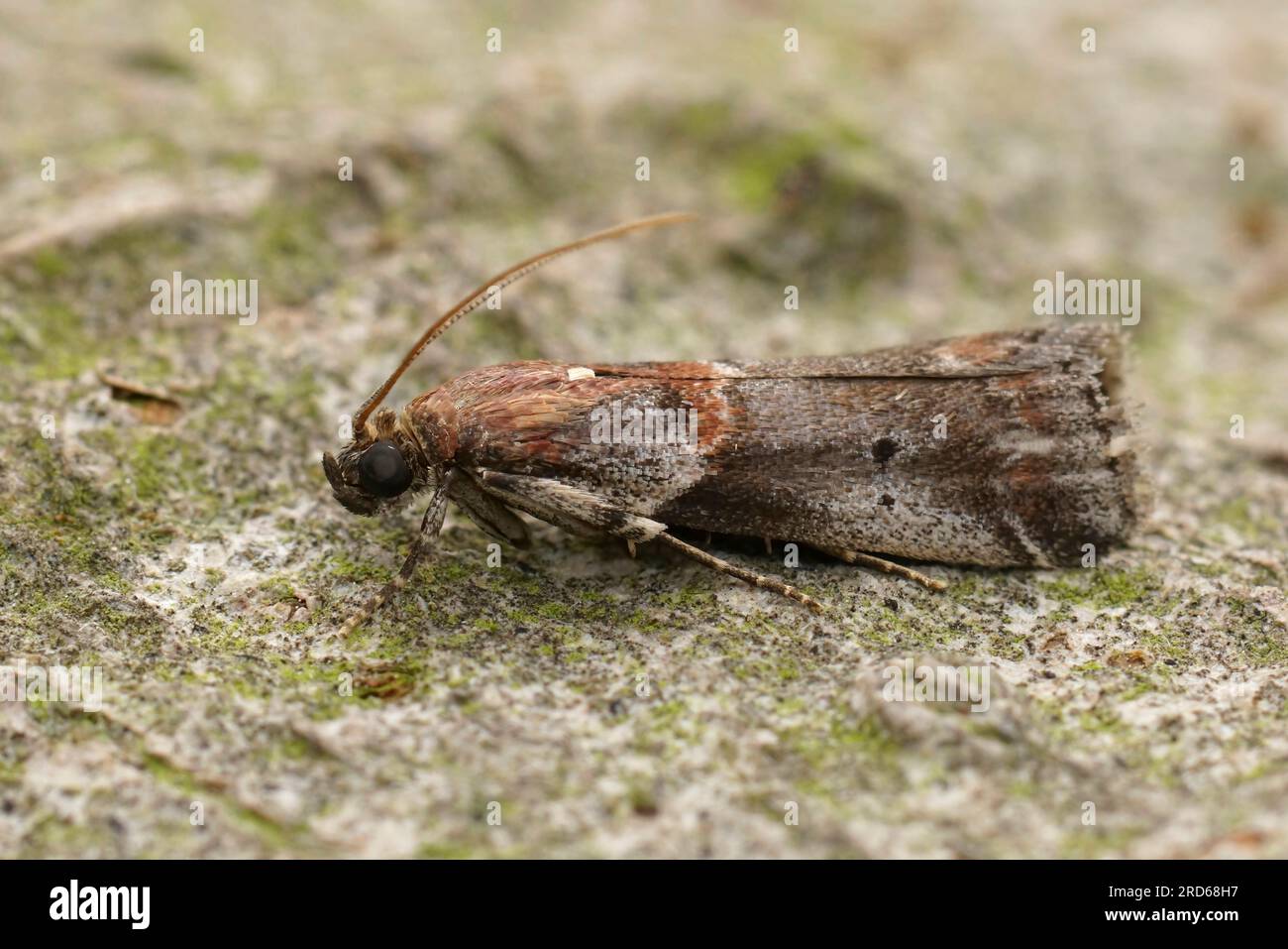Acrobasis suavella hi-res stock photography and images - Alamy